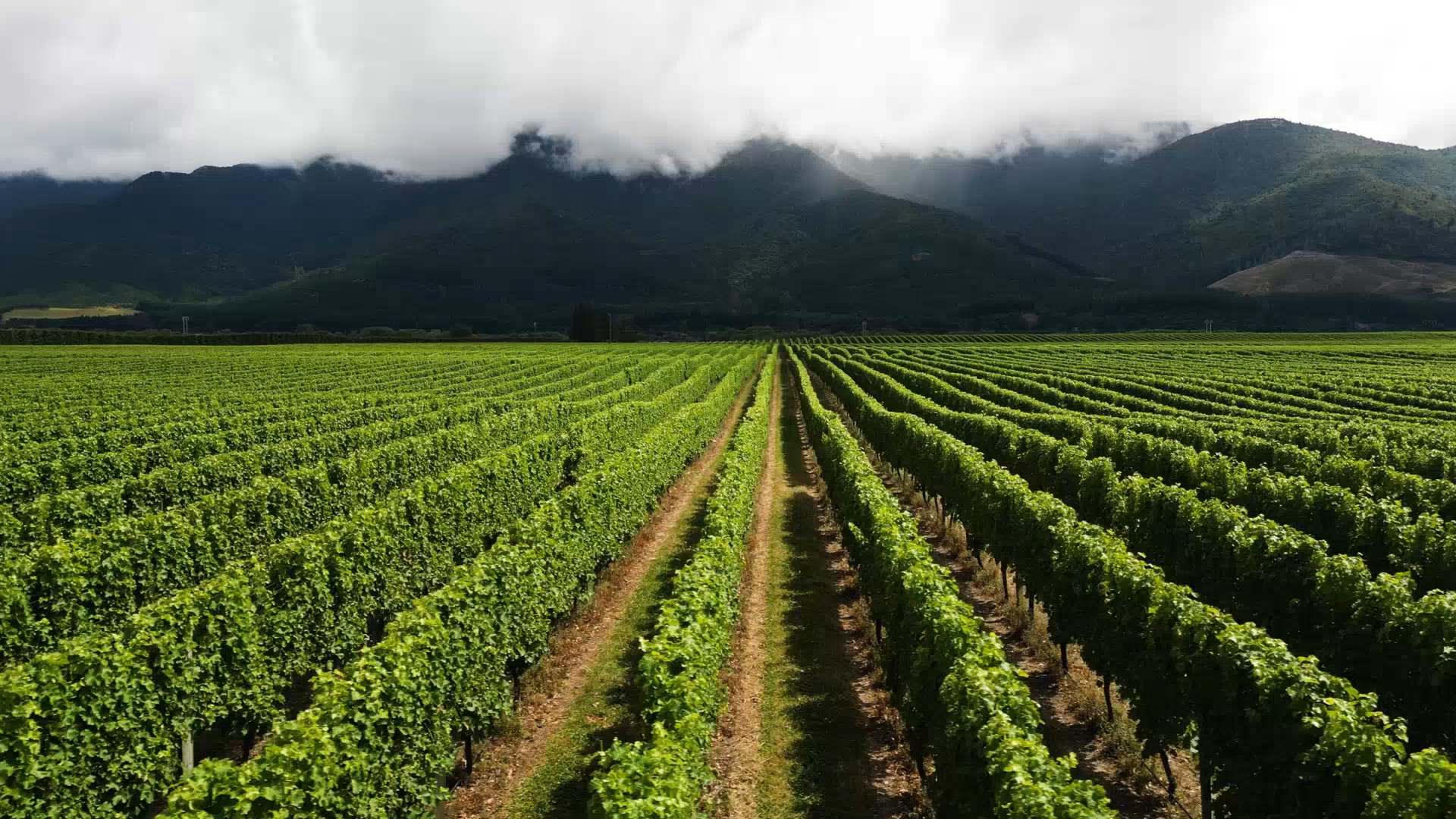 Bay Nutrients | Organic Biostimulant for Root & Plant Growth